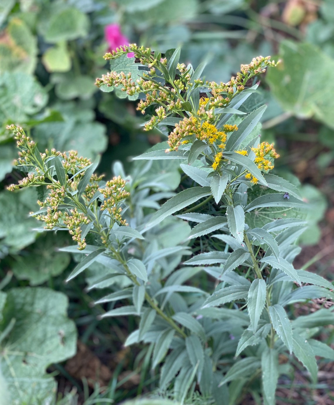 Organic Golden Rod - 4 Organic Live Root Goldenrod | Solidago ...