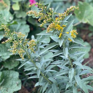 Organic Golden Rod - 4 Organic Live Root Goldenrod | Solidago ...