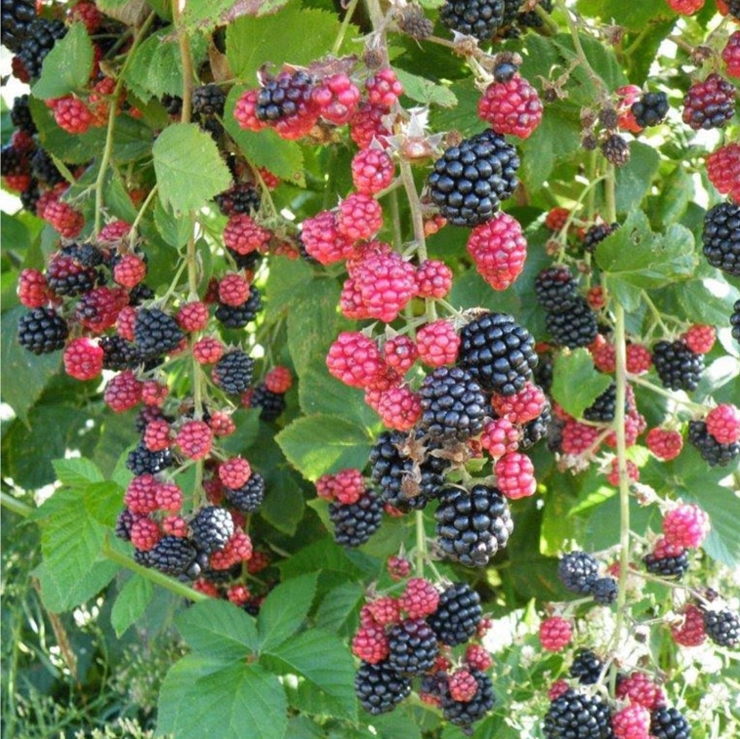 Wild Thorn Blackberry Bare Root Budding Out Large 2 - 3 Yr Old Plant ...