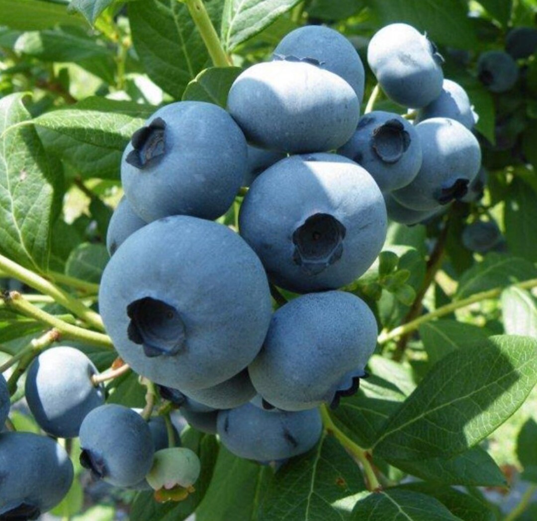 Draper Blueberry - Organic 2 Yr Old Plant Dormant - Etsy