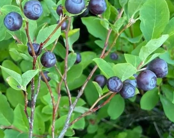 Mountain Huckleberry | Common Huckleberry | Vaccinium Membranaceum ...