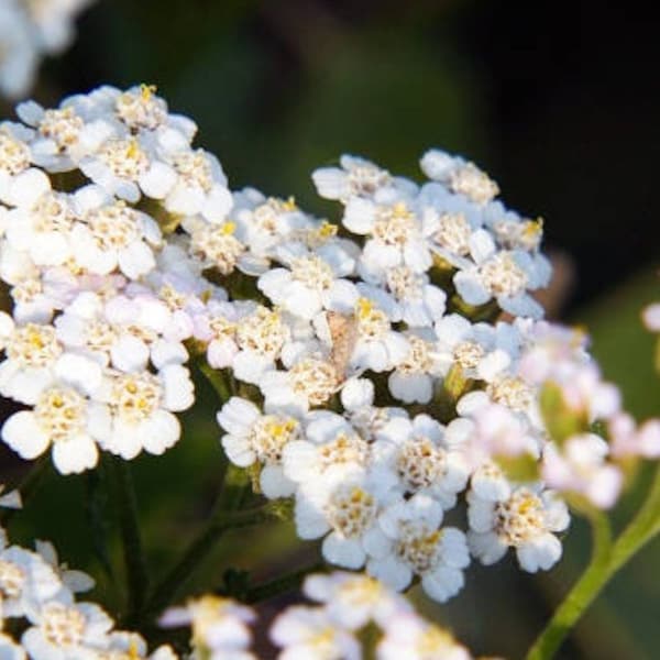 Yarrow - Etsy
