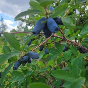 Aurora Haskap Honeyberry - Organic Dormant | Aurora | Beast | Beauty ...