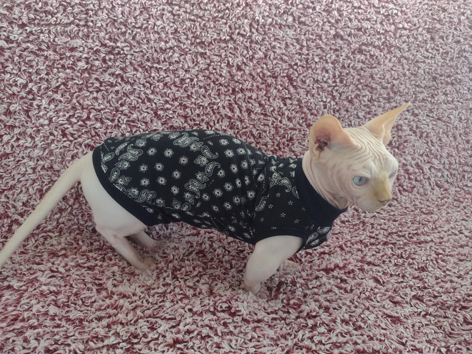 Sphynx Cat Clothes, Bambino Cat Clothes, Cat Clothes, Hairless Cat ...