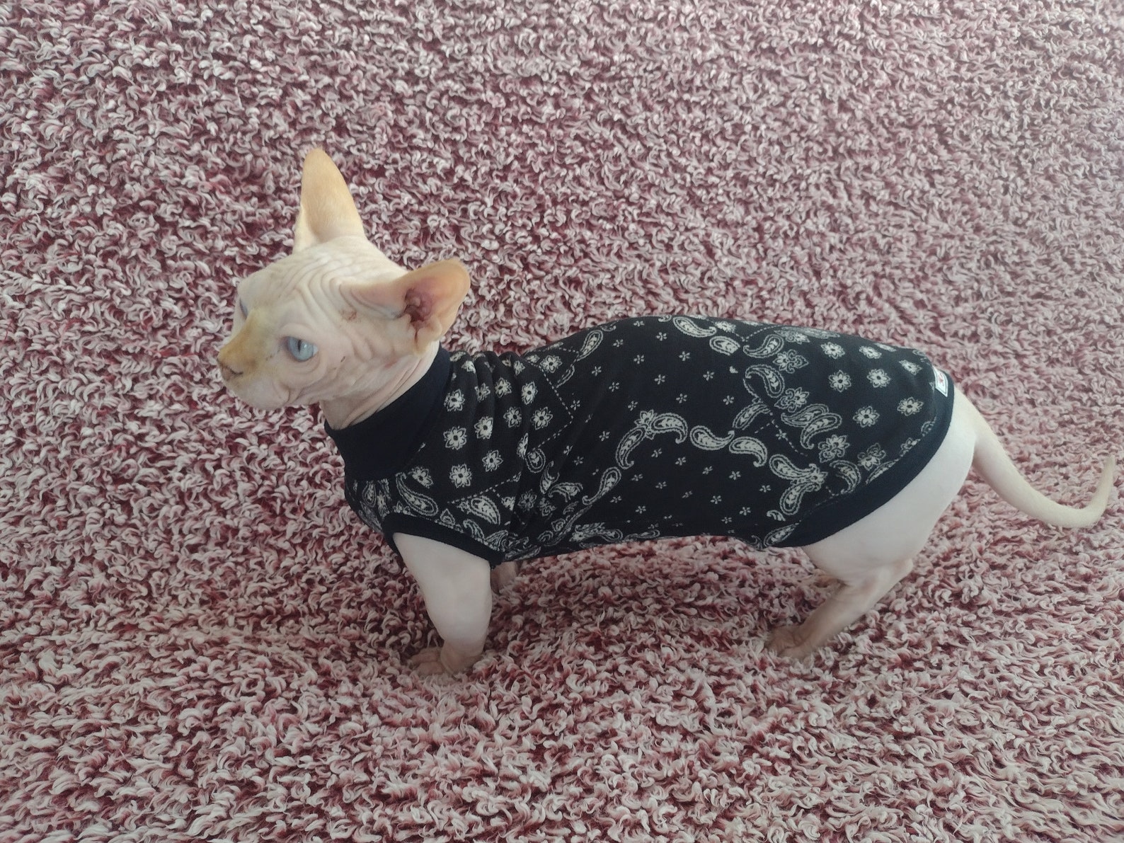 Sphynx Cat Clothes, Bambino Cat Clothes, Cat Clothes, Hairless Cat ...