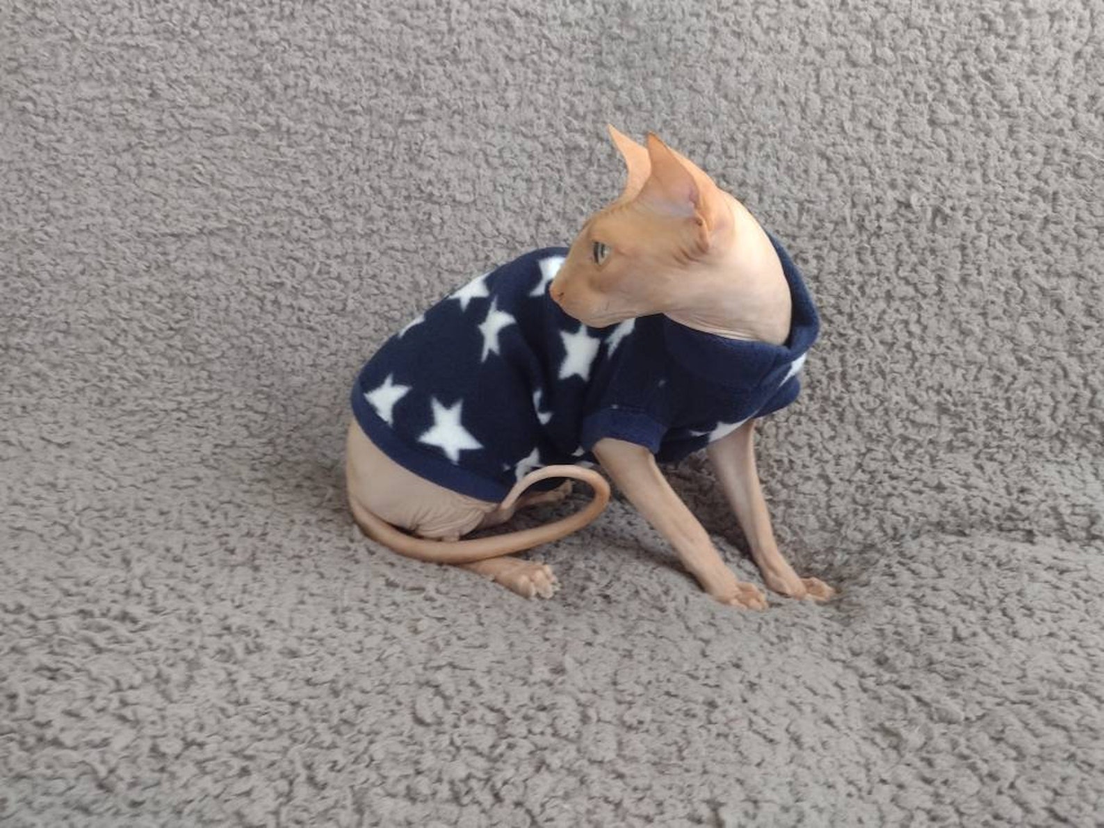 Sphynx Cat Clothes Bambino Sphynx Clothes Sphynx Cat Fleece - Etsy