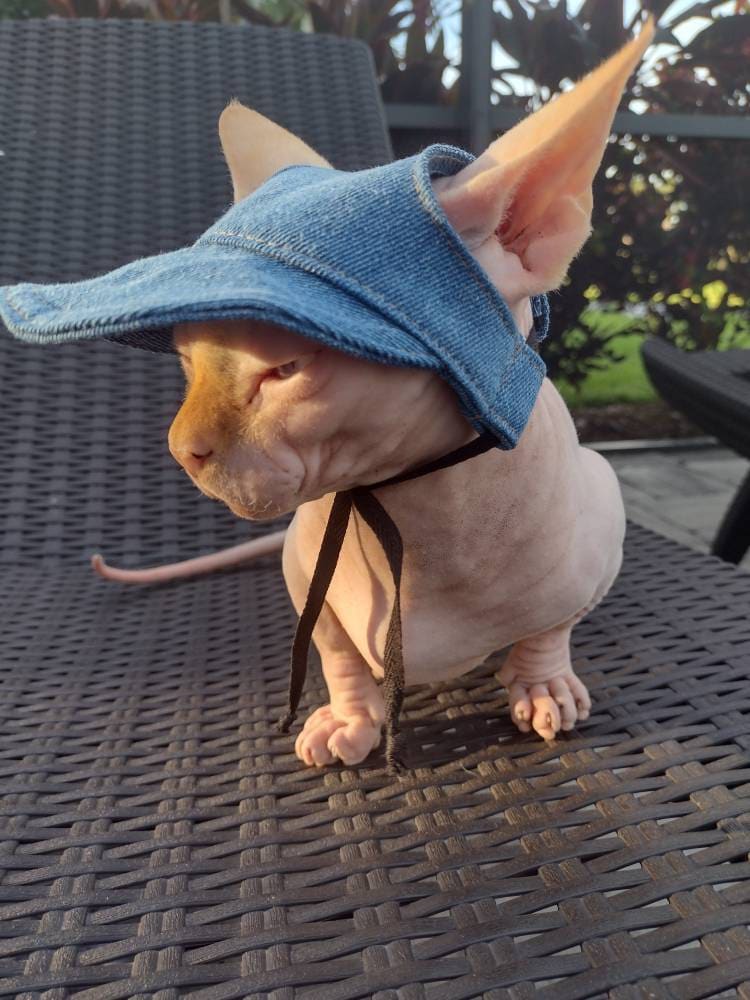 Sphynx Cat Hat, Bambino Sphynx Hat,denim Sphynx Cat Hat, Sphynx Hat ...