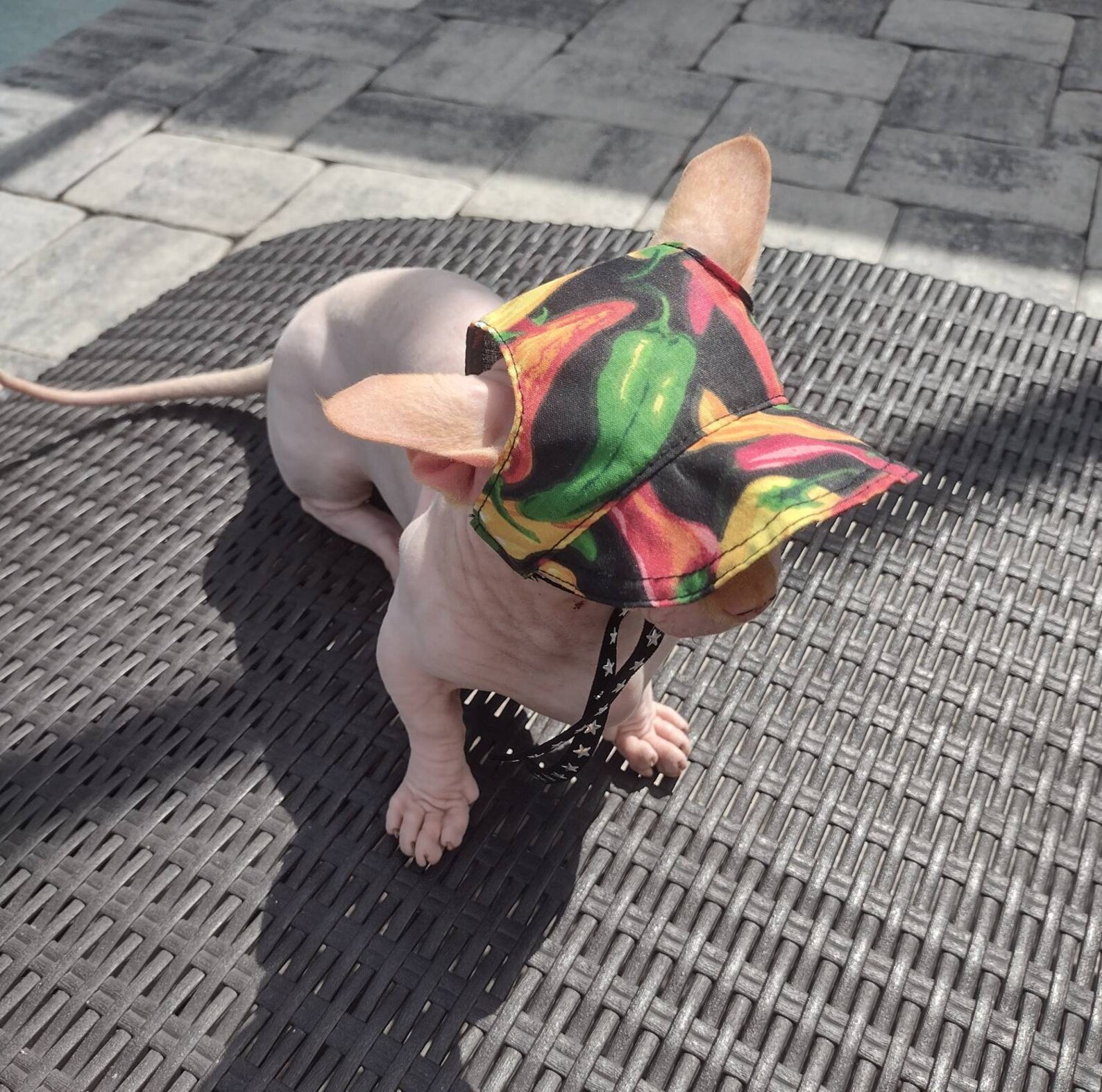 Sphynx Cat Hat, Bambino Cat Hat, Sphynx Summer Hat, Sphynx Hat, Bambino ...