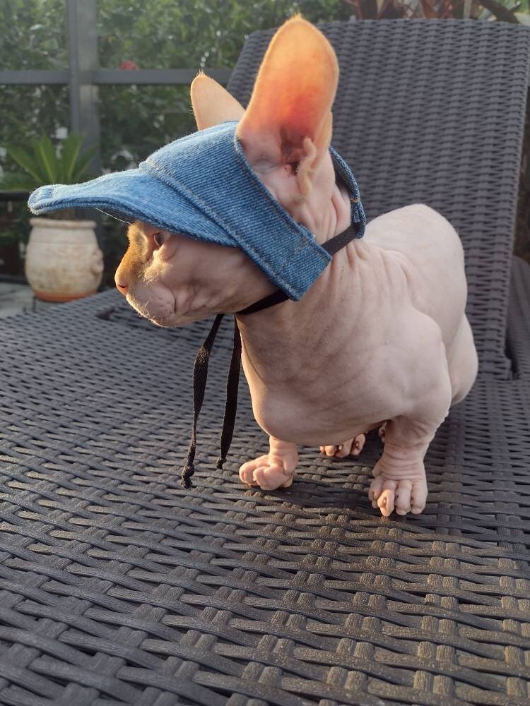 Sphynx Cat Hat, Bambino Sphynx Hat,denim Sphynx Cat Hat, Sphynx Hat ...
