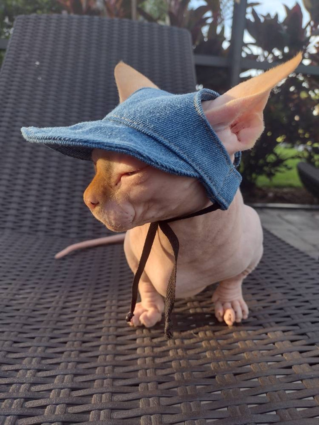 Sphynx Cat Hat, Bambino Sphynx Hat,denim Sphynx Cat Hat, Sphynx Hat ...