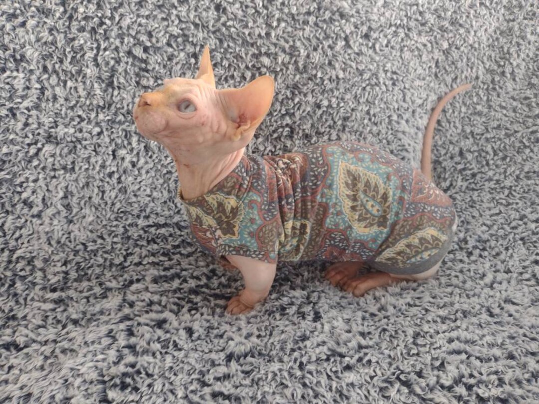 Sphynx Cat Clothes, Bambino Sphynx Clothes, Hairless Cat Clothes ...