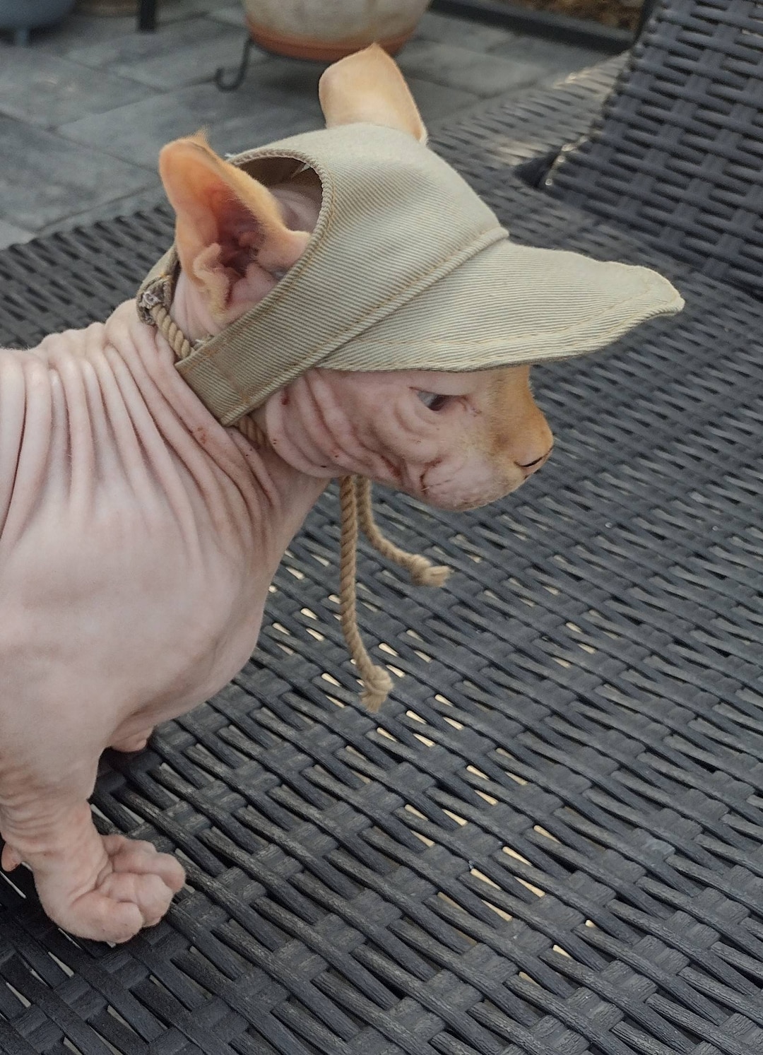 Sphynx Cat Hat, Bambino Sphynx Hat, Hat for Sphynx, Hairless Cat Hat ...