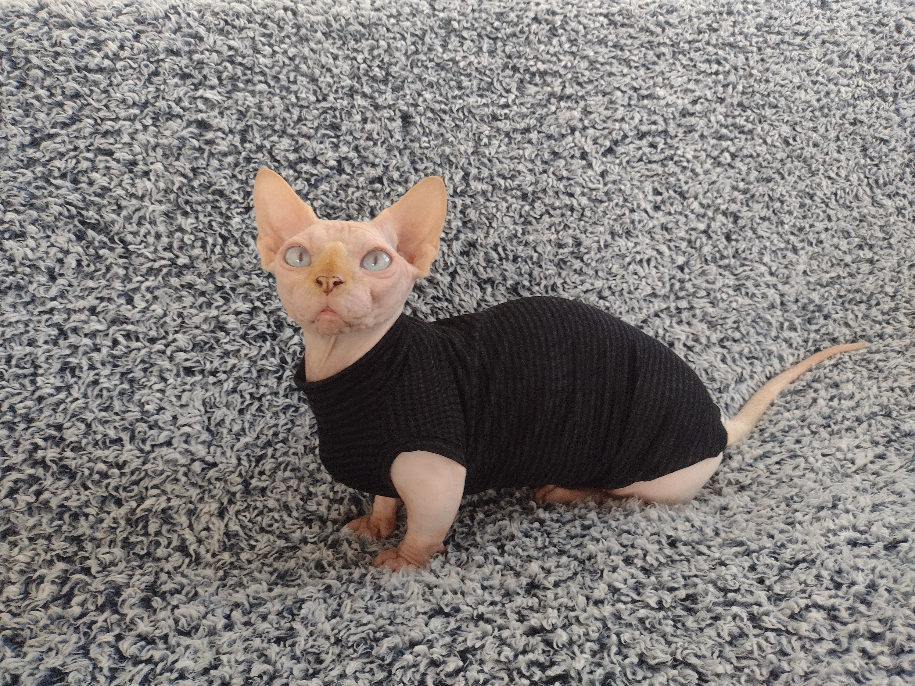 Munchkin Hairless Cat