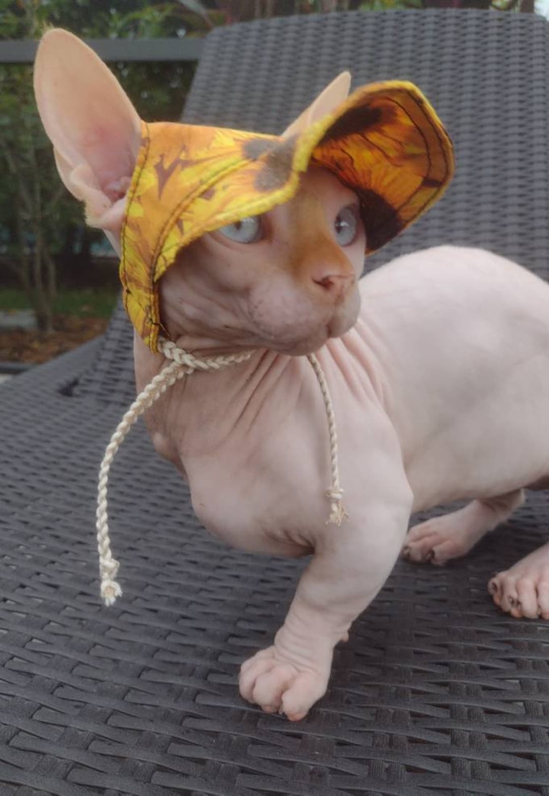 Sphynx Cat Hat, Bambino Sphynx Hat, Summer Hat for Sphynx, Sphynx Hat ...