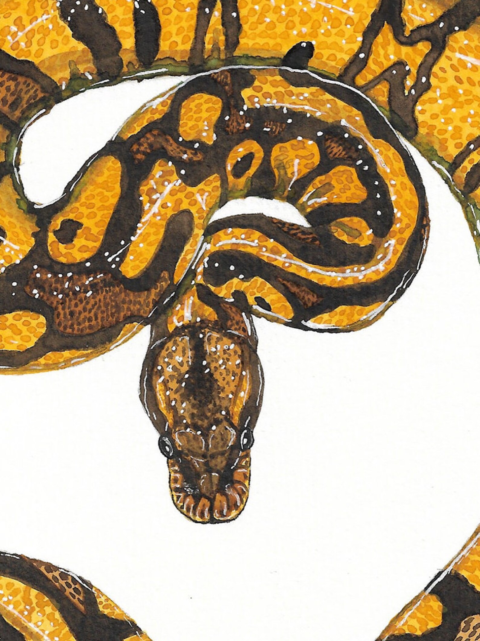Watercolour Ball Python A4 Original Artwork | Etsy