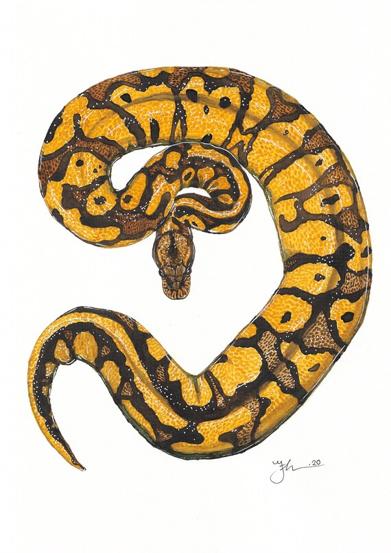 Watercolour Ball Python A4 Original Artwork | Etsy