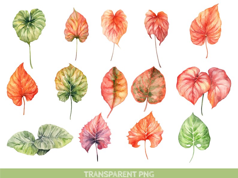 Tropical Watercolor Flower Clipart, Summer Leaves Collection (143 ...