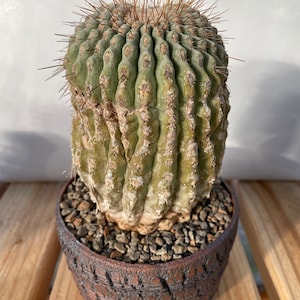 Copiapoa Cinerea Columna Alba Specimen in 5 Pot Rare Cactus - Etsy