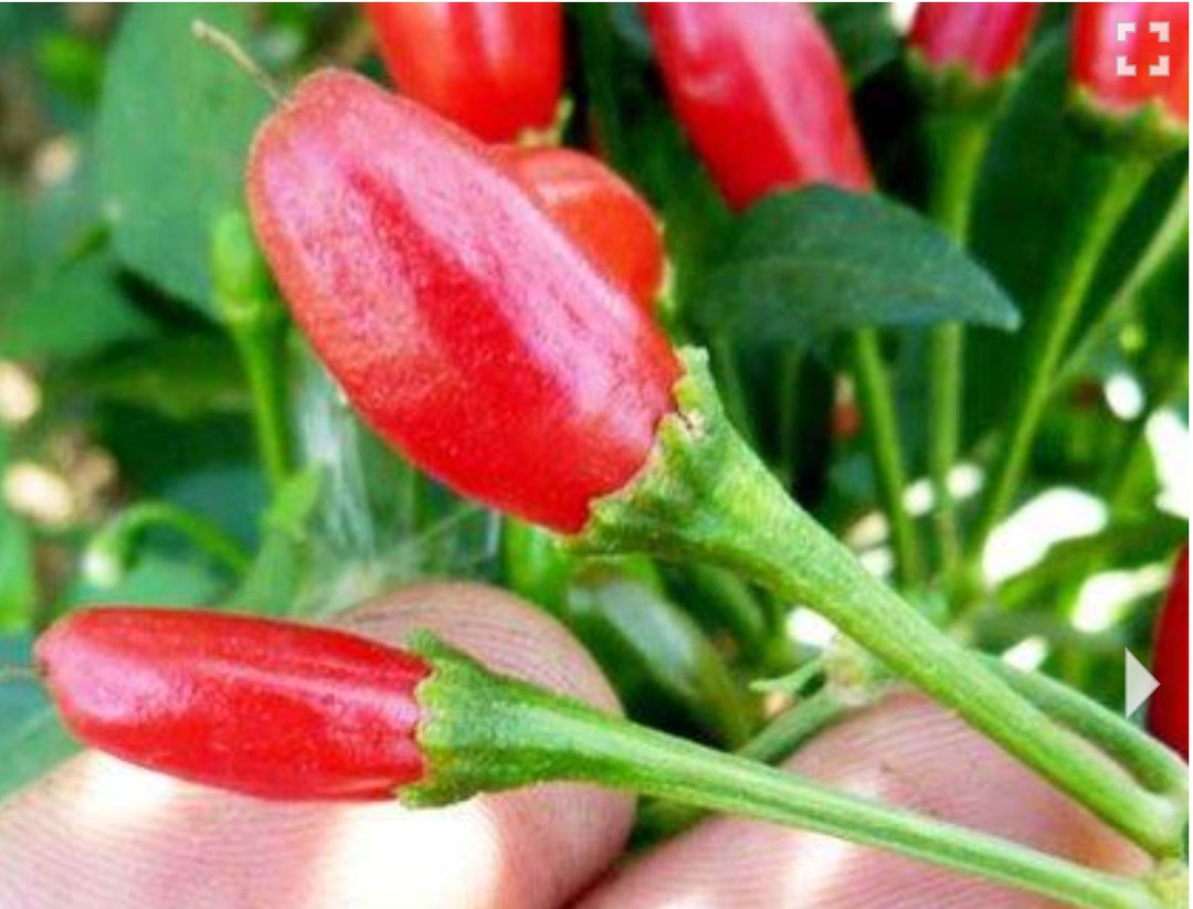 Pepper Seeds - Hot - Chiltepin - Organic Chili Seeds - Etsy