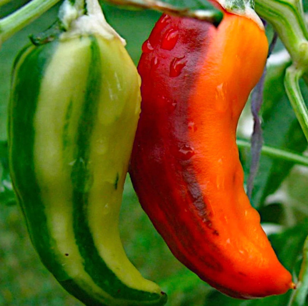 Hot Fish Pepper Seeds Ornamental and Edible Caribbean Pepper Seeds - Etsy