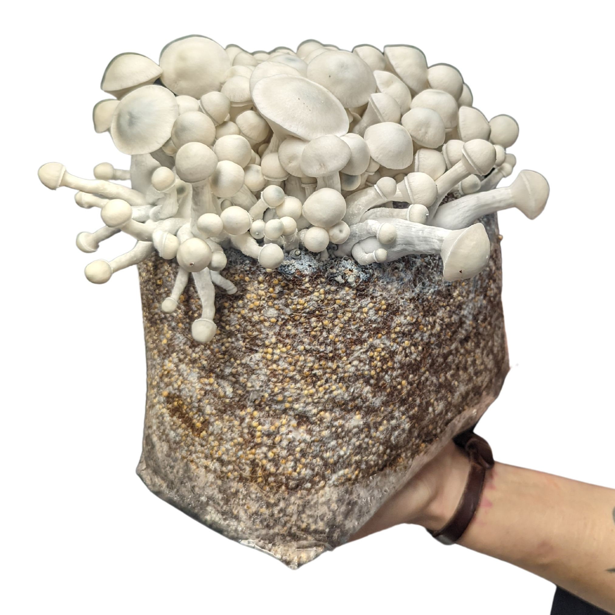 MUSHROOM GROW KIT - Easy All-in-one Mushroom Grow Kit. Sterilized ...