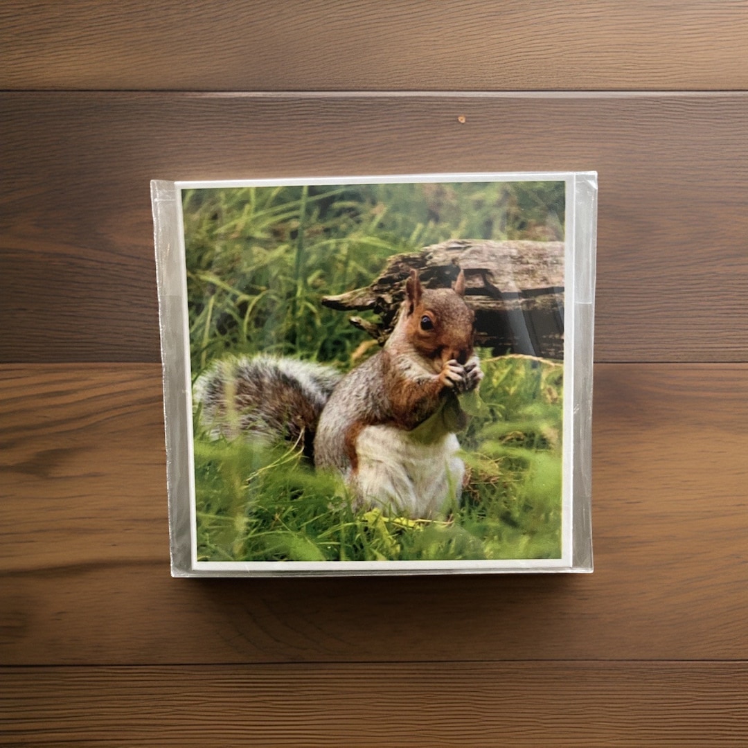 Nature Fridge Magnet / Squirrel Vinyl Fridge Magnet / Wildlife Gift ...