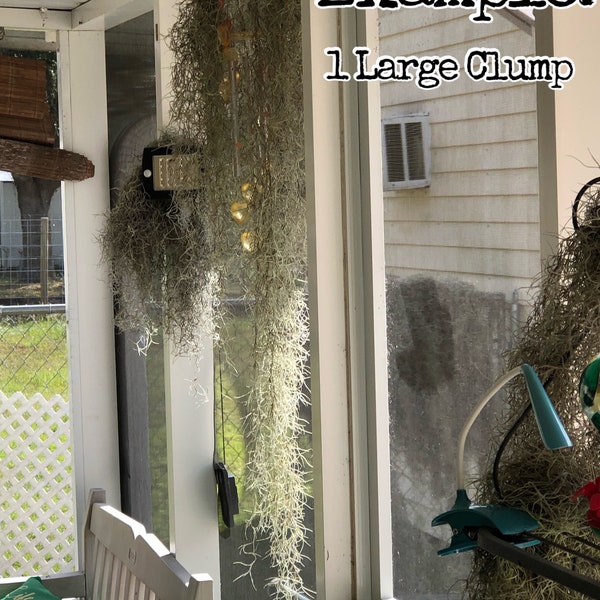 Spanish Moss - Etsy