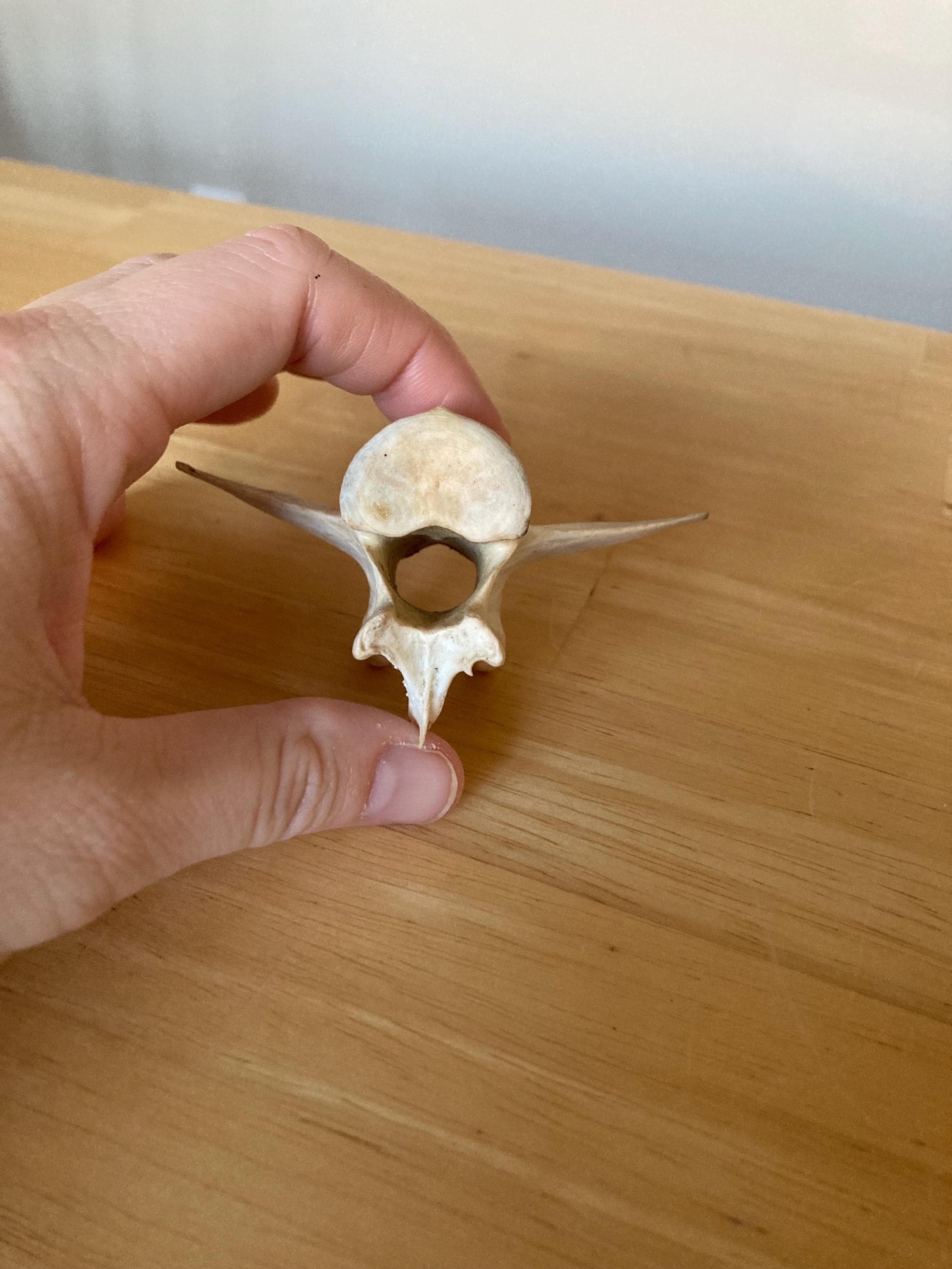 Deer Spine Vertebrae - Etsy
