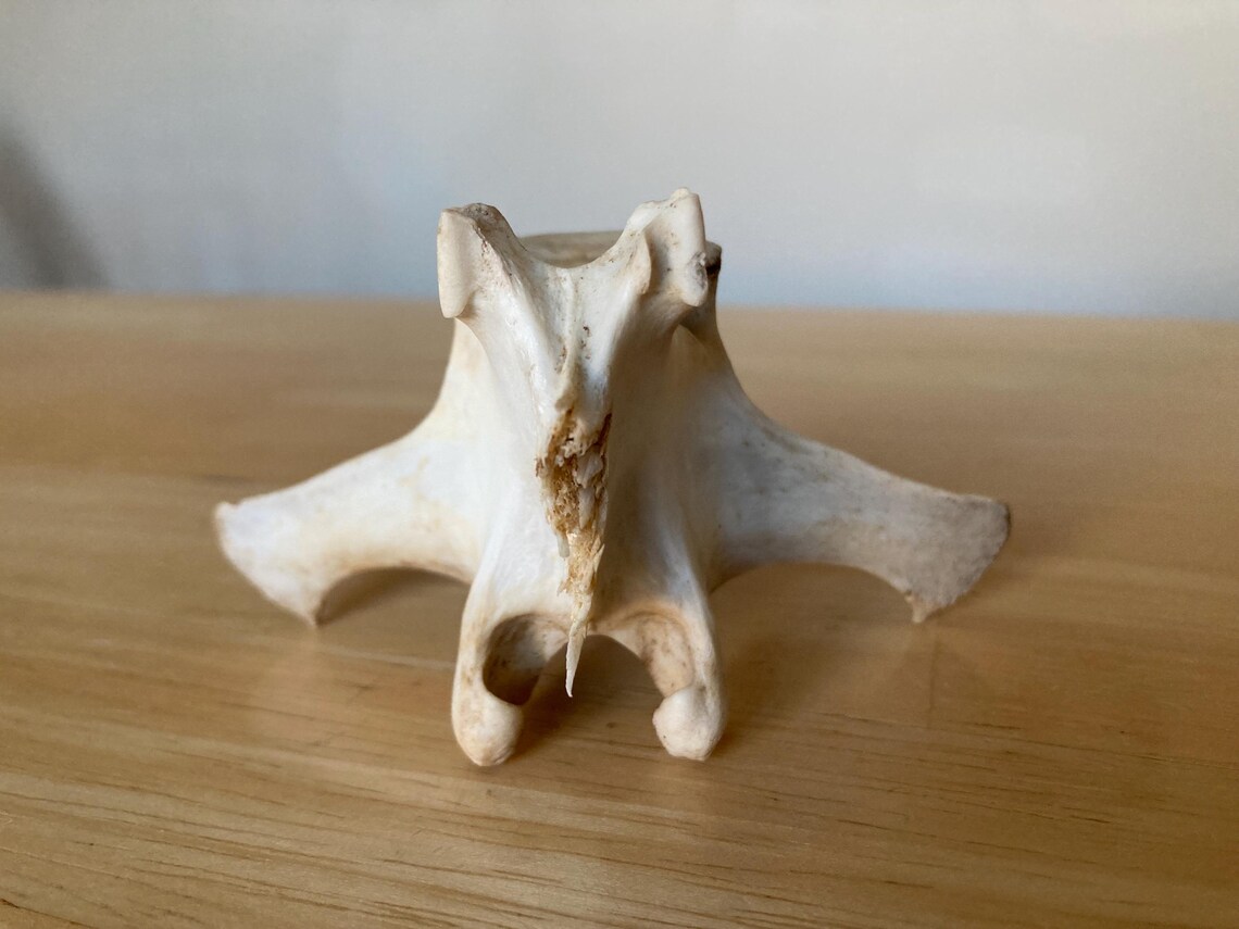 Deer Spine Vertebrae - Etsy