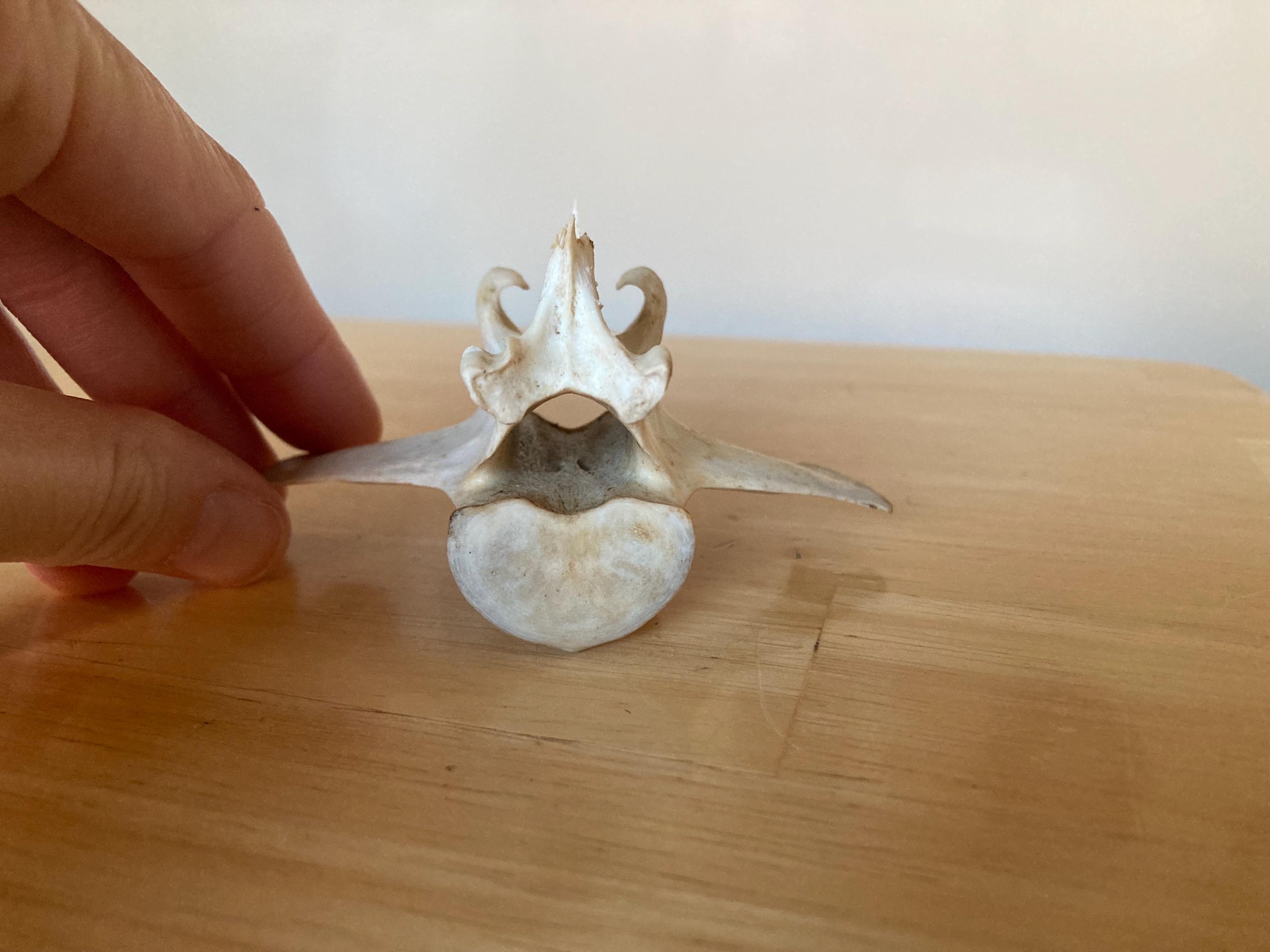 Deer Spine Vertebrae - Etsy