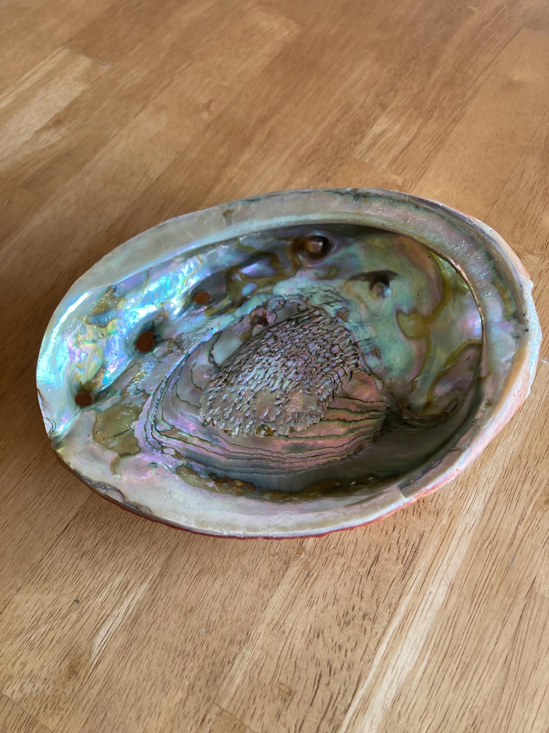 Large Abalone Shell - Etsy