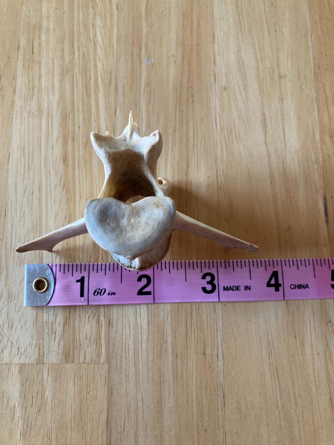 Deer Spine Vertebrae - Etsy