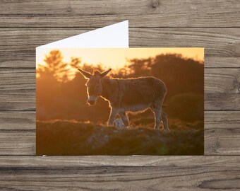 Animal Photography DONKEY Handcrafted Photo Greeting Card - Etsy