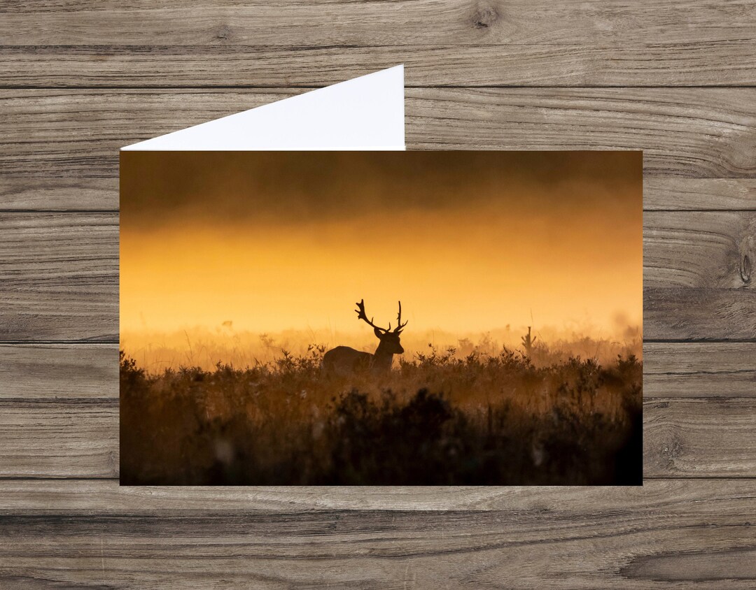 Stag Card Wildlife Card Deer Card Sunrise Stag Photo Card for Animal ...