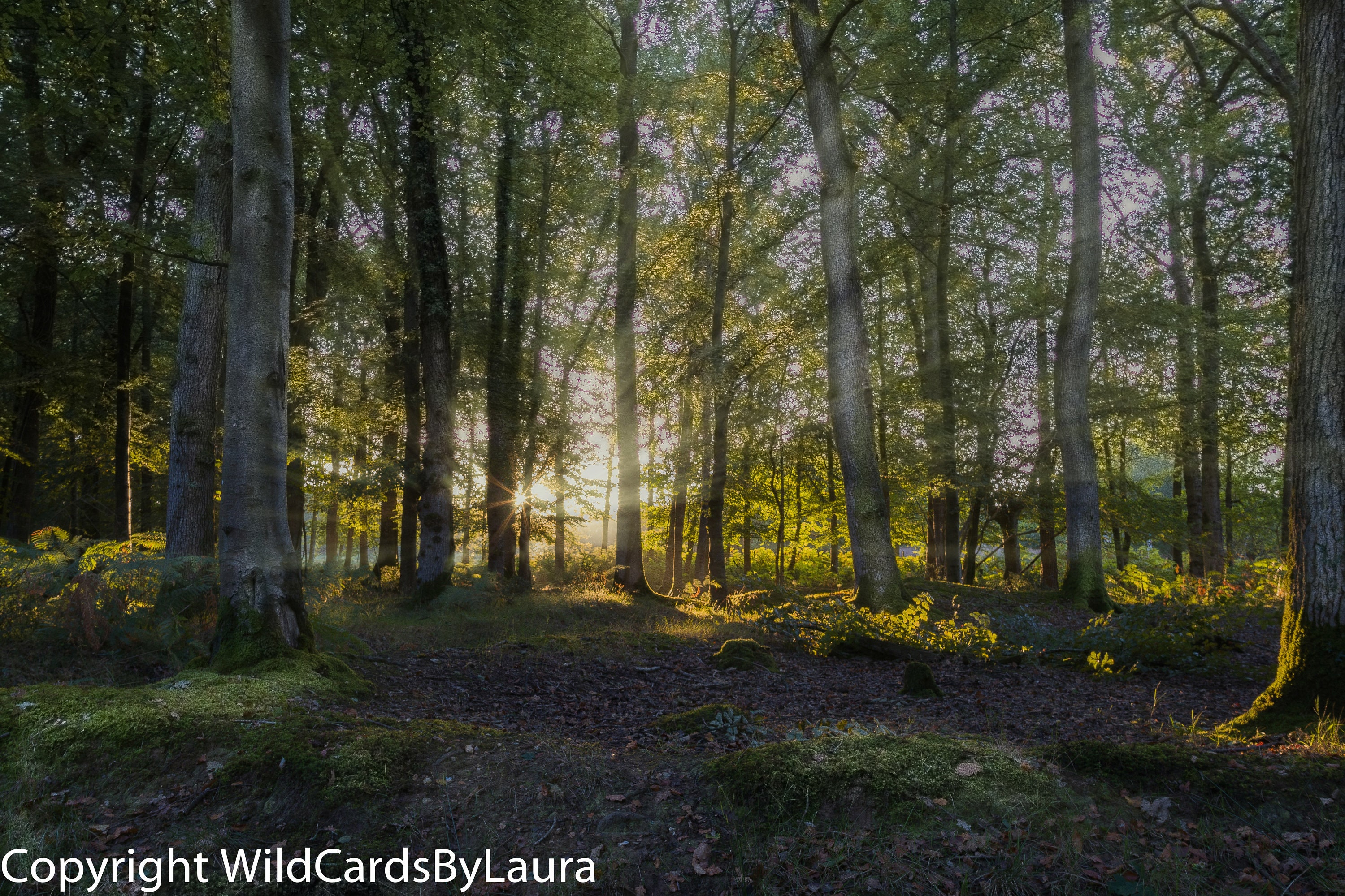 Forest Sunrise Card Blank Greeting Card Forest Photo Card | Etsy UK