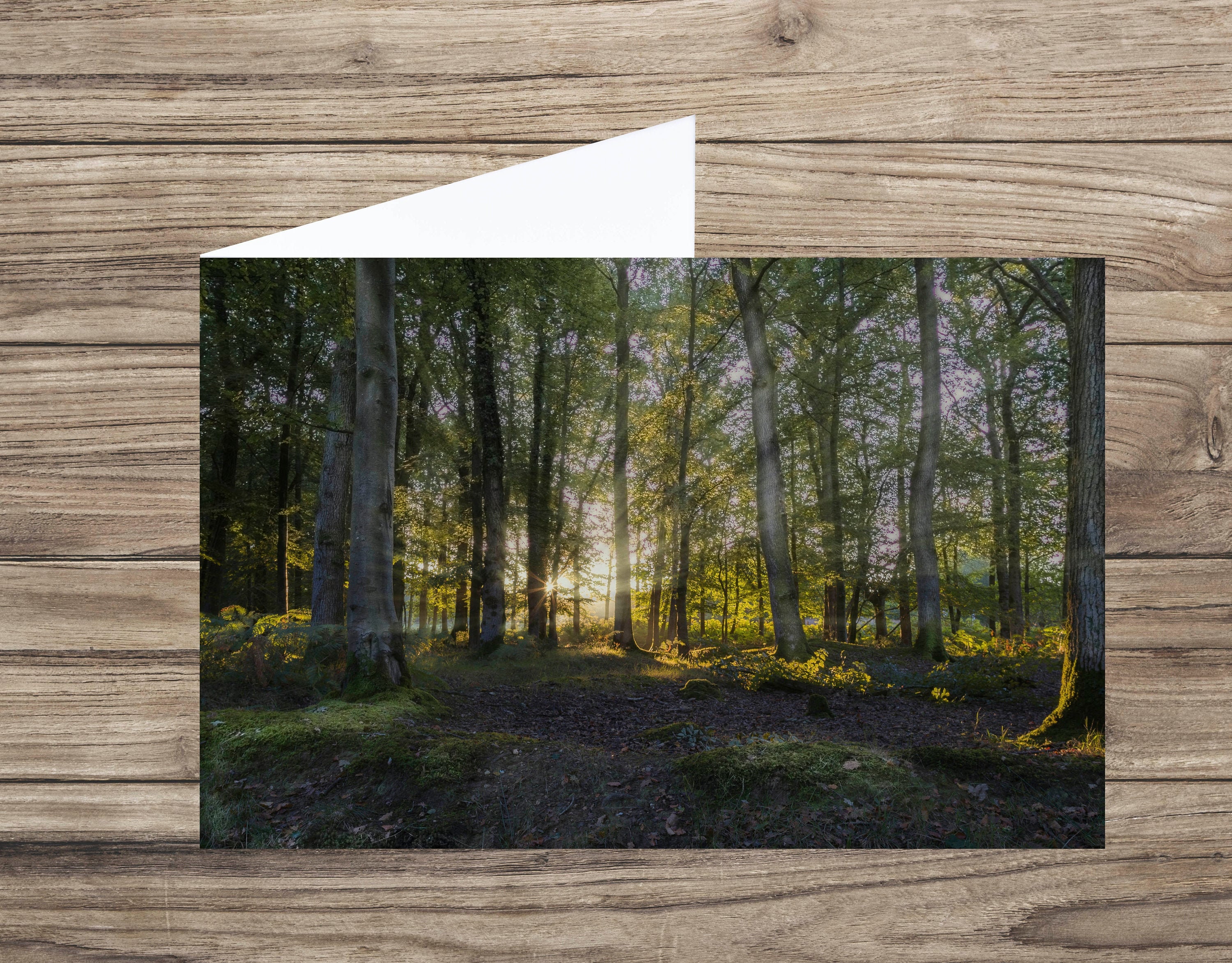 Forest Sunrise Card Blank Greeting Card Forest Photo Card - Etsy UK