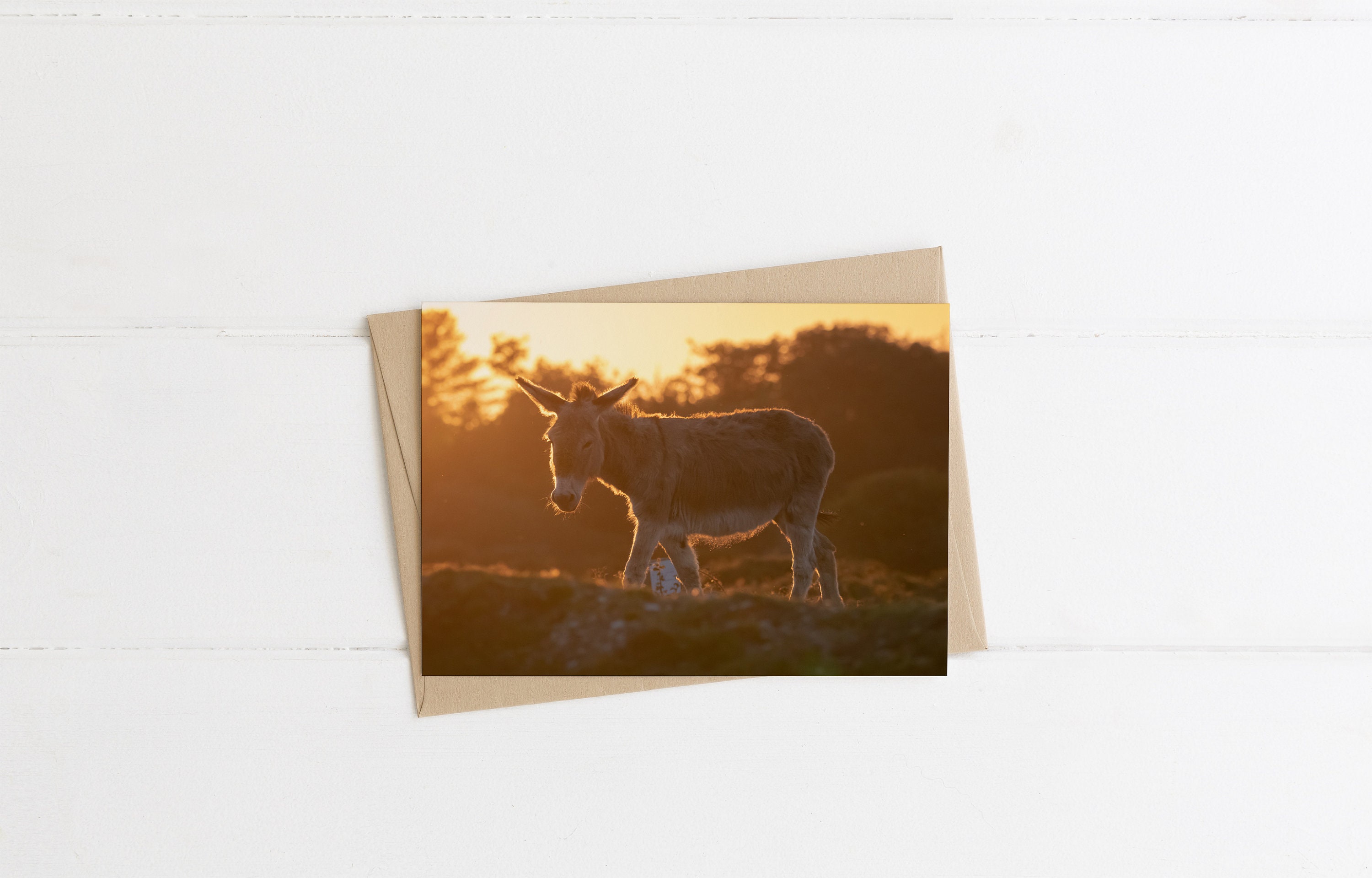 New Forest Donkey Blank Greeting Card Photo Card Card for Animal Lovers ...