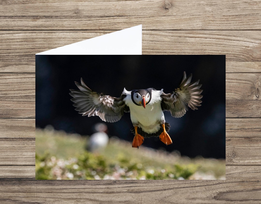 Puffin Card Flying Puffin Puffin Photo Card Blank Greeting Card Bird ...