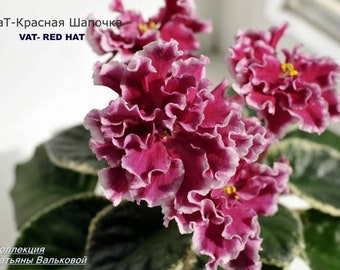 African Violet Red Plant - Etsy