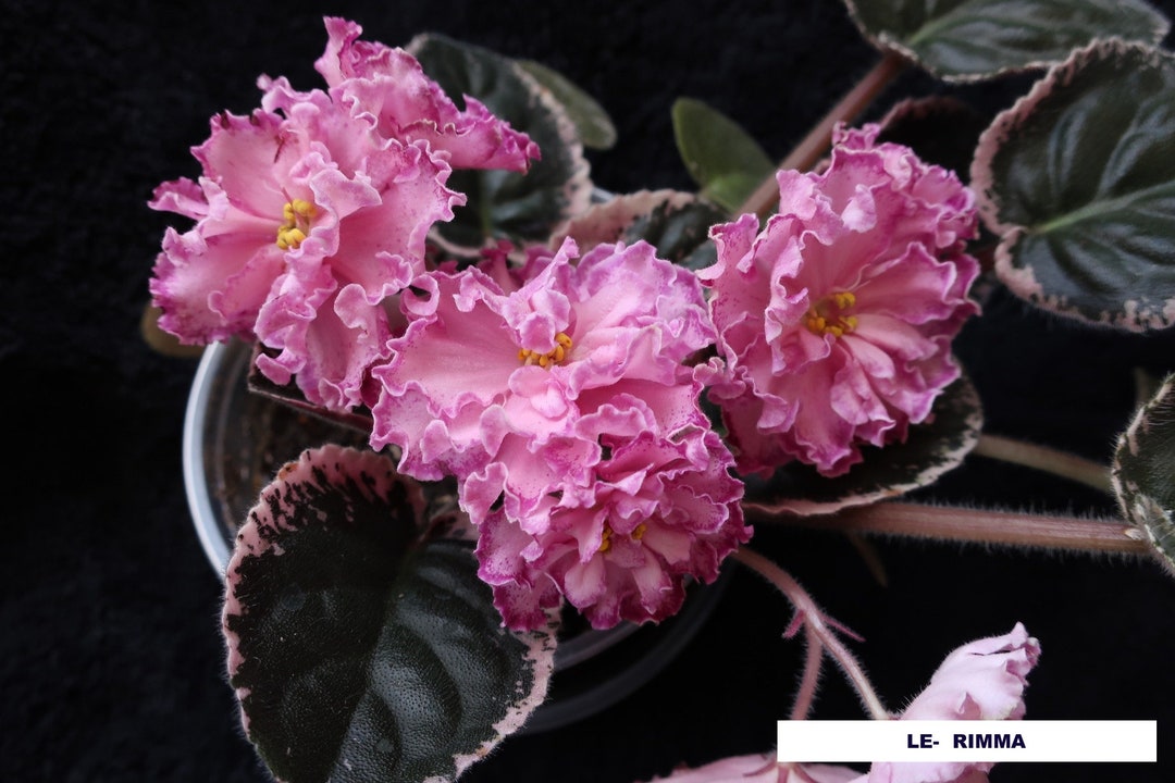 African Violet Plant LE-RIMA - Etsy Canada