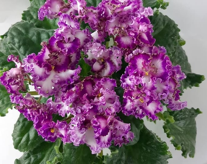 African Violet Plant Vat-alice - Etsy