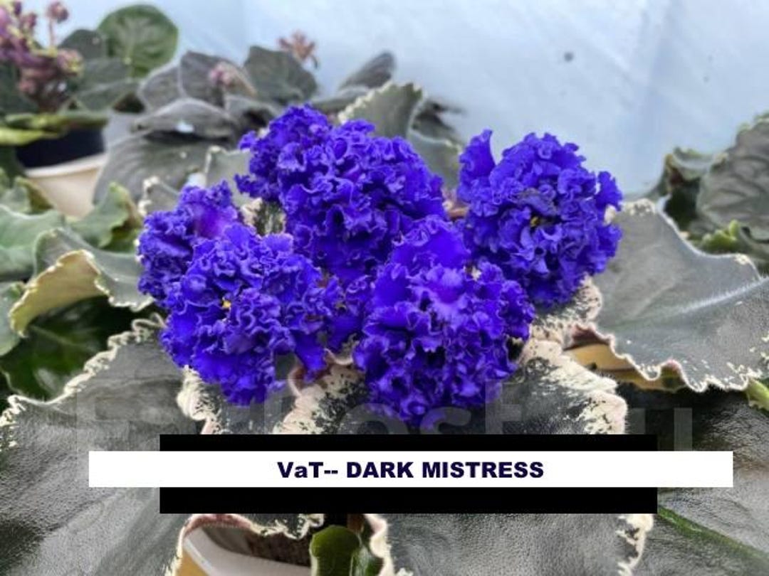 Afr Violet LEAF Vat-dark Mistress - Etsy
