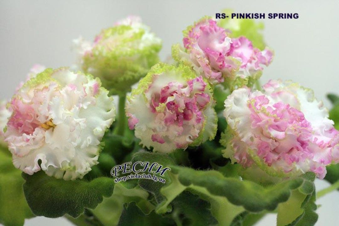 African Violet LEAF PC-PINKISH Spring - Etsy Canada