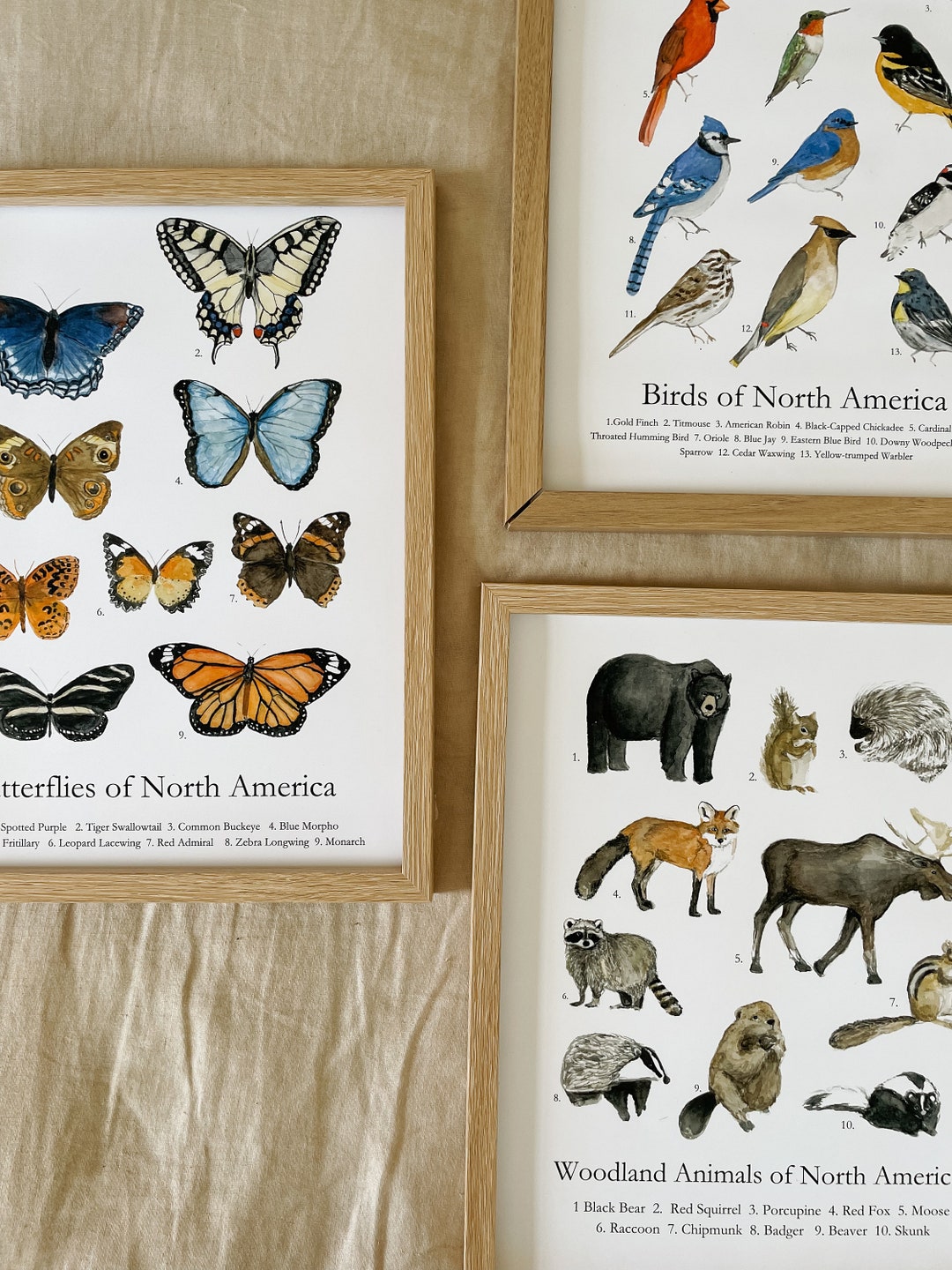 Animal Nature Poster Homeschool Print Nature Study Entemolgy Print ...