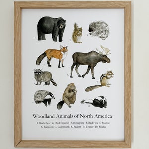 Woodland Animals Watercolor Print: North America Nature Art (11x14) - Etsy