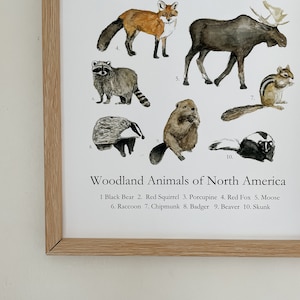 Woodland Animals Watercolor Print: North America Nature Art (11x14) - Etsy