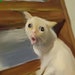 Coughing Cat Meme Painting on Canvas |coughing Cat Meme Wall Art ...