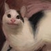 Polite Cat Meme Painting on Canvas |polite Cat Meme Wall Art |polite Cat Meme Print|polite Cat ...