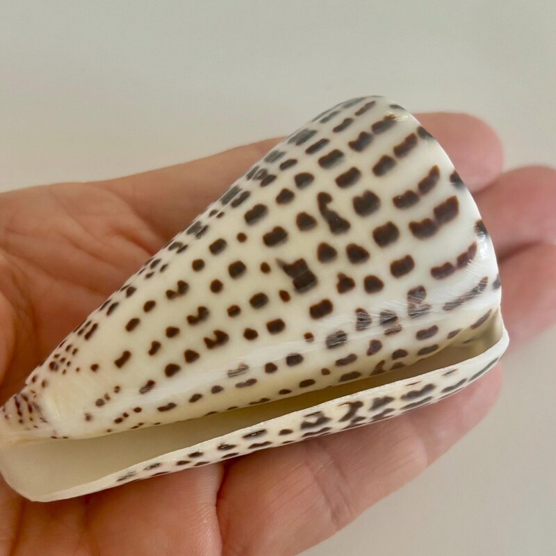 Cone Shells Collection - Etsy