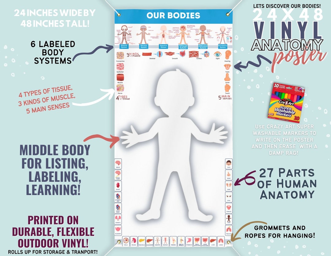 CC My Body/our Bodies 24x48 Vinyl Poster Cycle 3 Anatomy, My Body ...